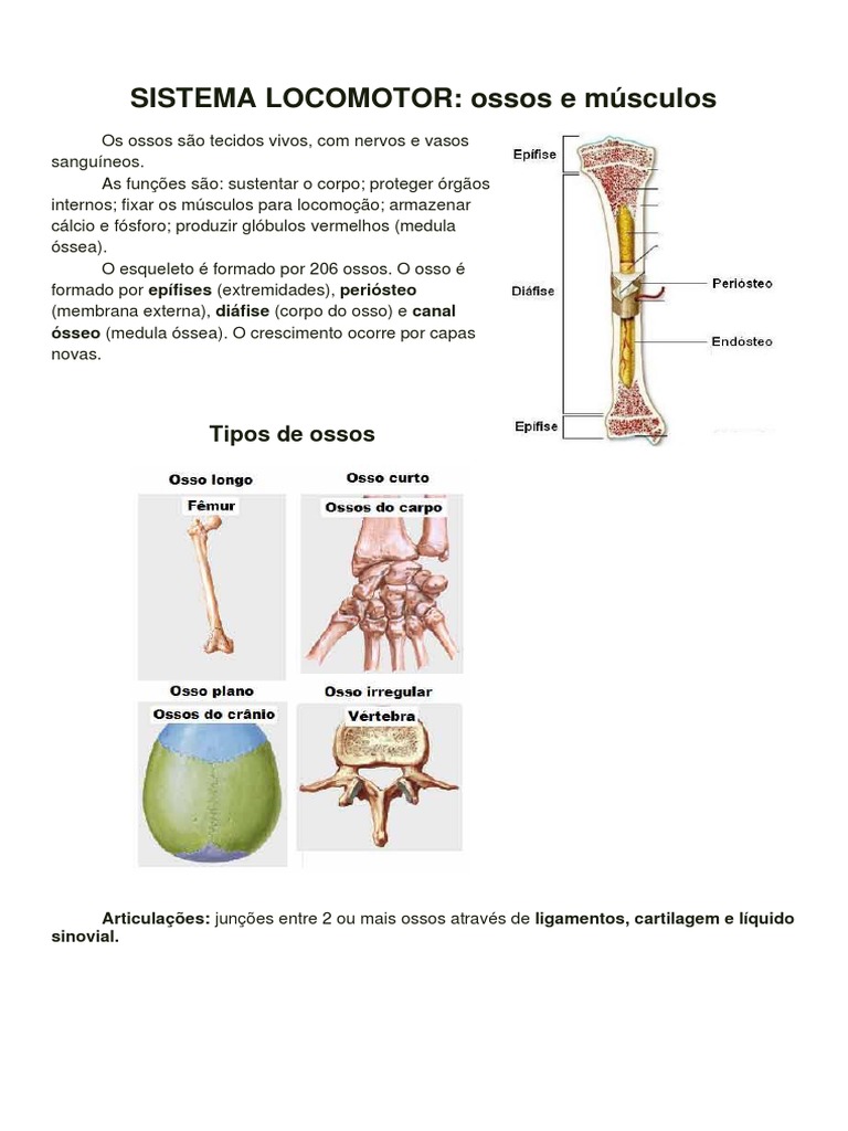 Sistema Locomotor Ossos E Músculos 6º Ano Pdf