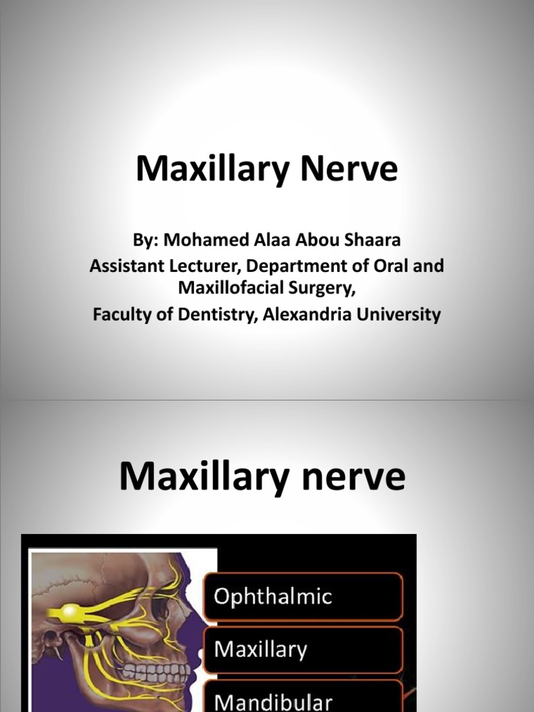 Anatomy - Maxillary Nerve - DR - Mohamed Alaa | PDF