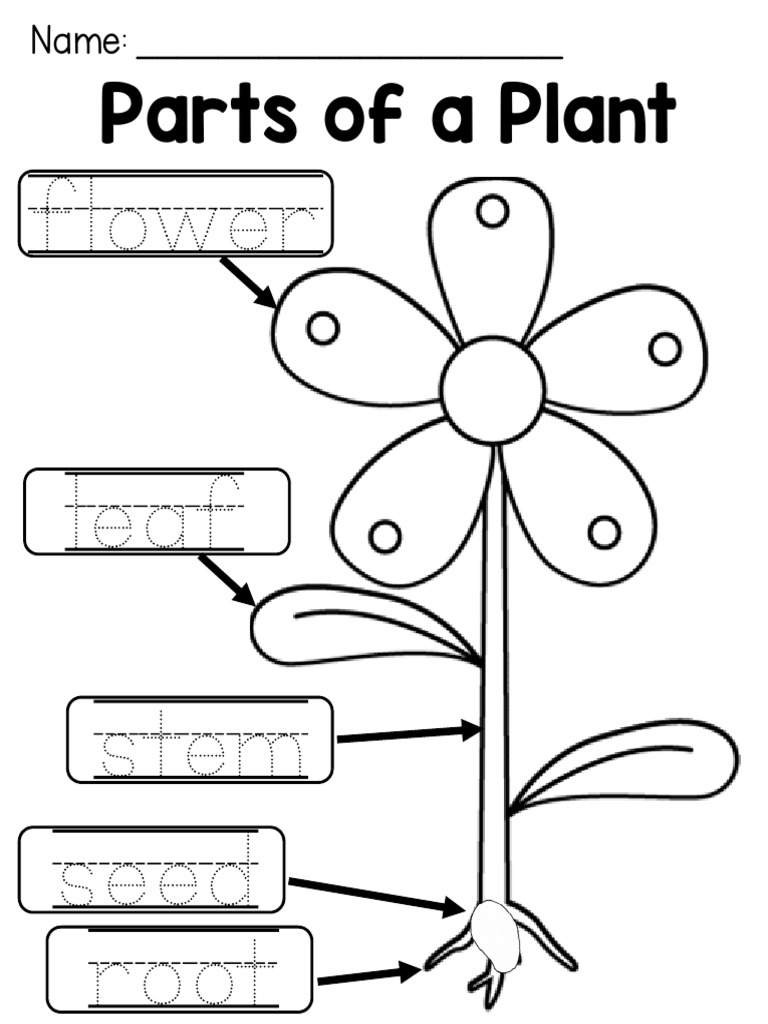 Plant Parts and Life Cycle Guide | PDF