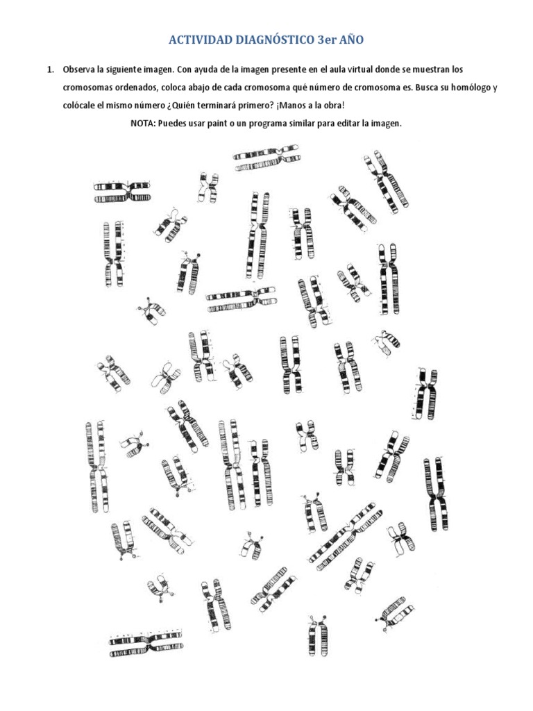 Actividad Diagnóstico 3er Año Cromosomas | PDF