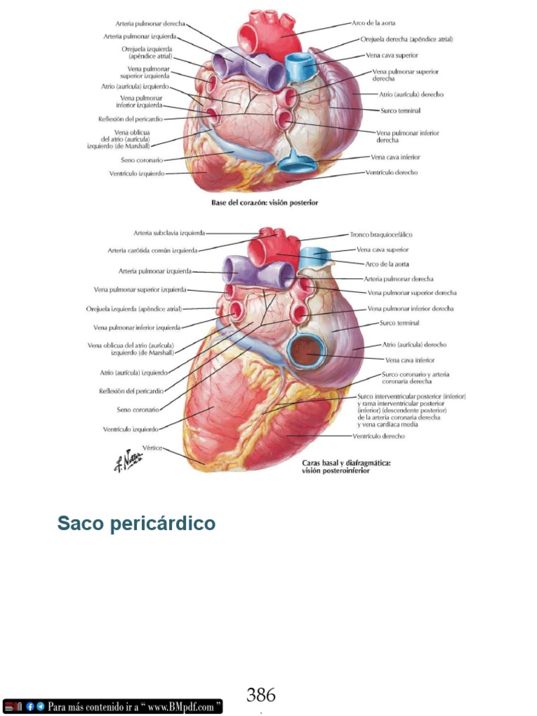 Netter Atlas de Anatomia Humana 7a Edicion Medicinebooks - Org Part - 2 ...