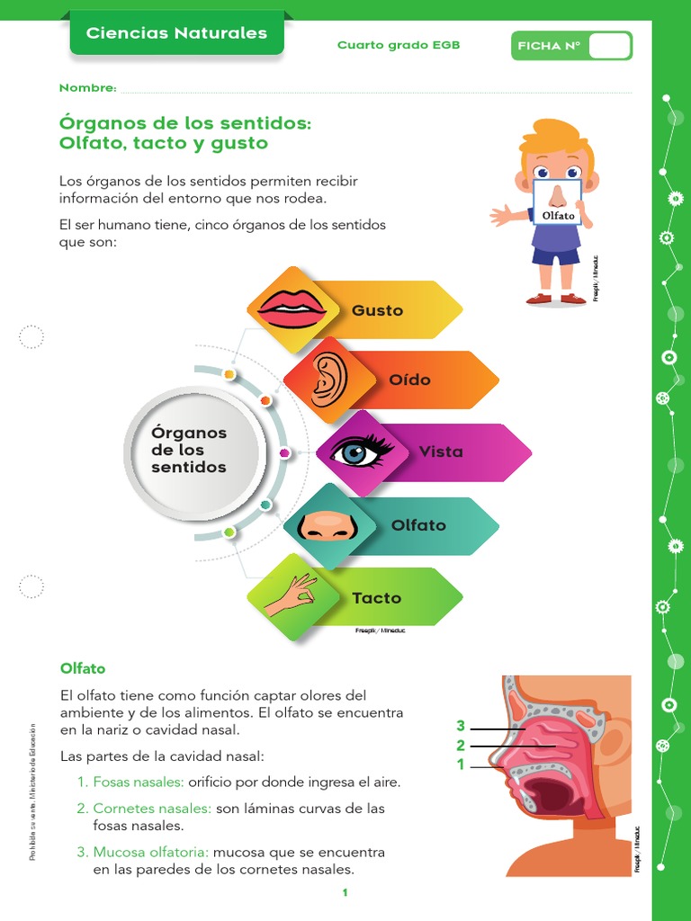 Órganos de los Sentidos: Olfato, Tacto y Gusto | PDF | Olfato | Piel