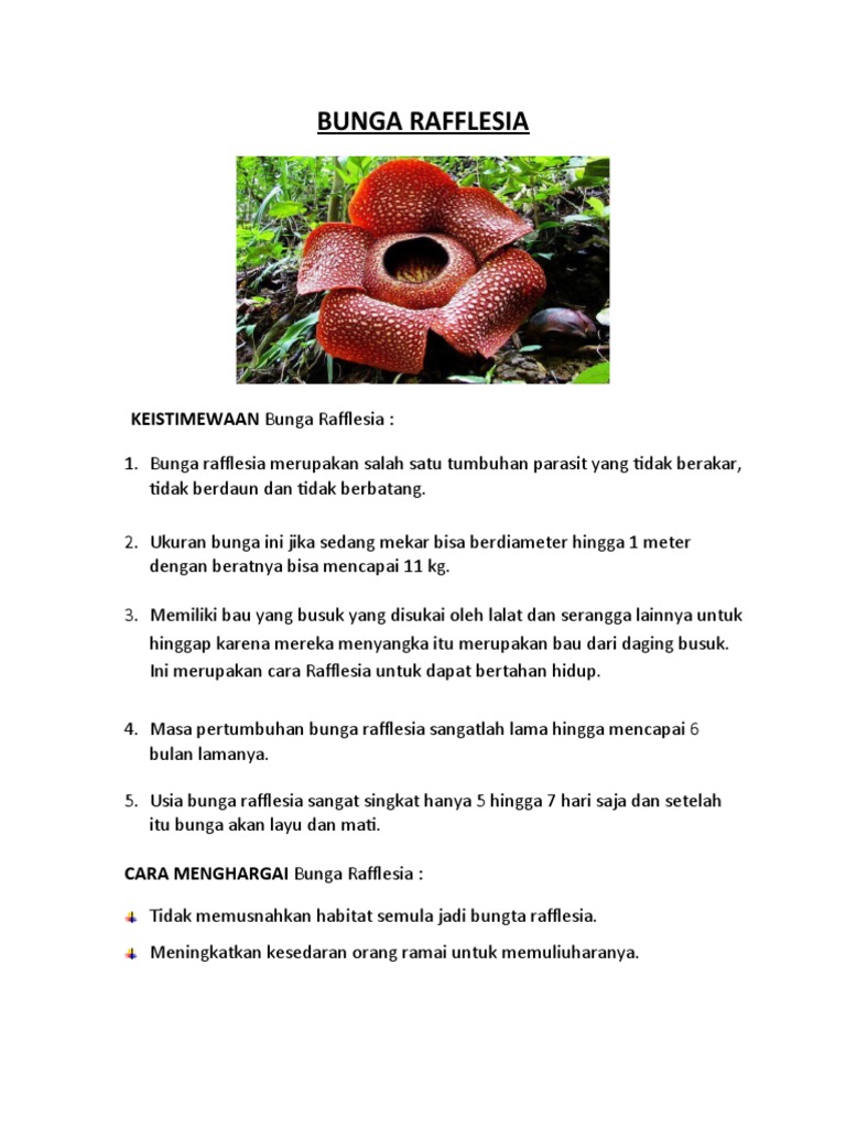 Bunga Rafflesia | PDF