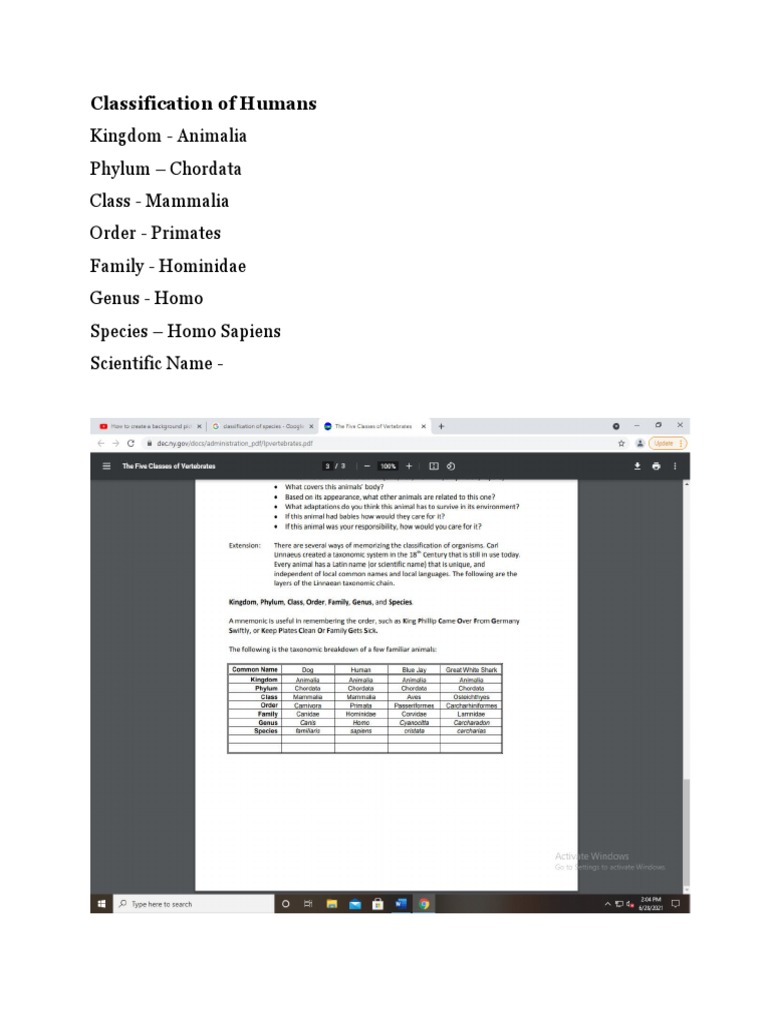 Kingdom - Animalia Phylum - Chordata Class - Mammalia Order - Primates ...