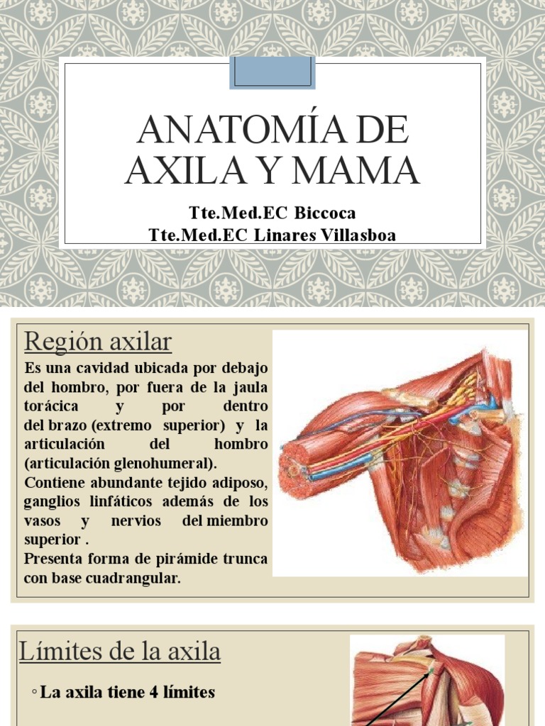 Anatomia Axila y Mama | PDF | Pecho | Extremidades (anatomía)