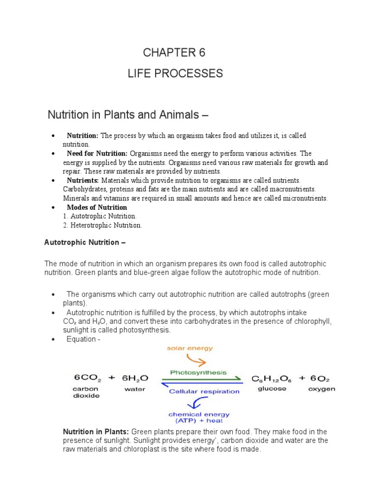 Life Processes Notes | PDF | Cellular Respiration | Respiratory Tract