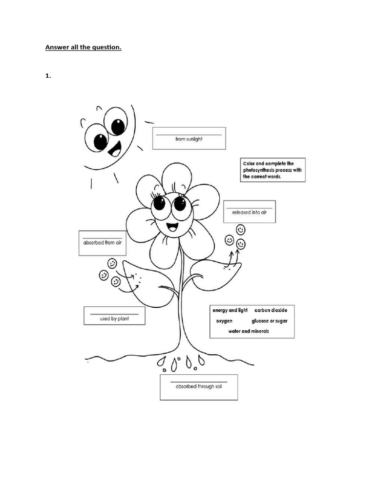 Photosynthesis Exercise | PDF