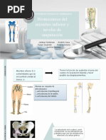 Articulación Coxofemoral Cuadro Integrador | PDF | Rodilla | Cadera