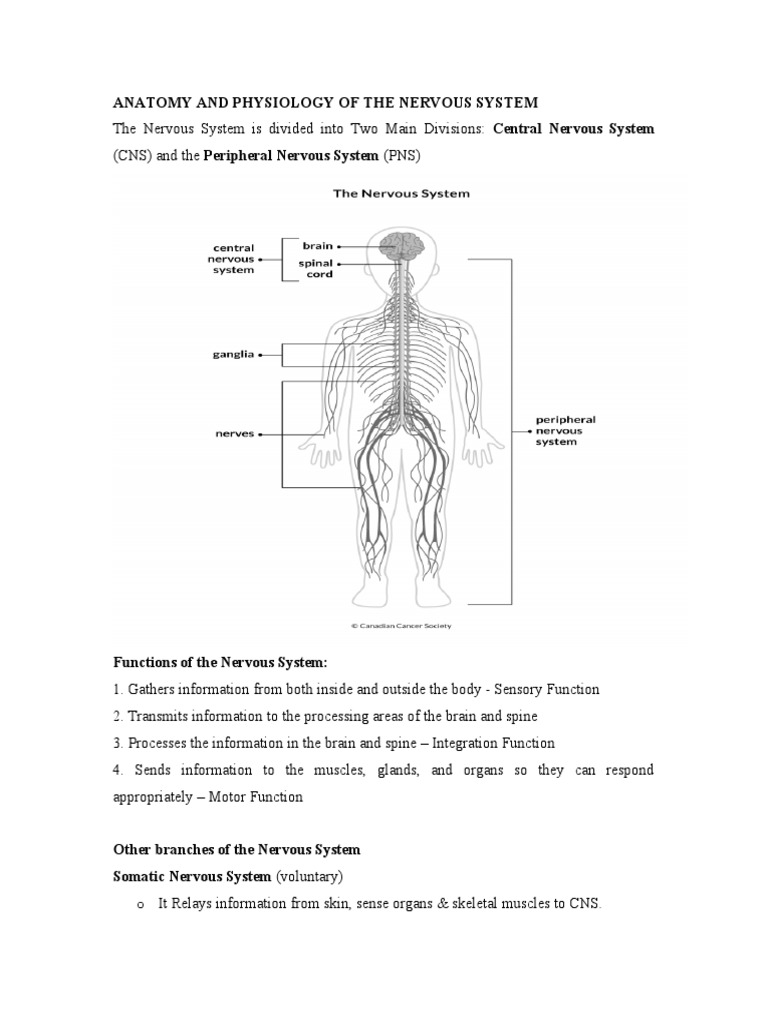 Anatomy and Physiology of The Nervous System | PDF | Neuron | Axon