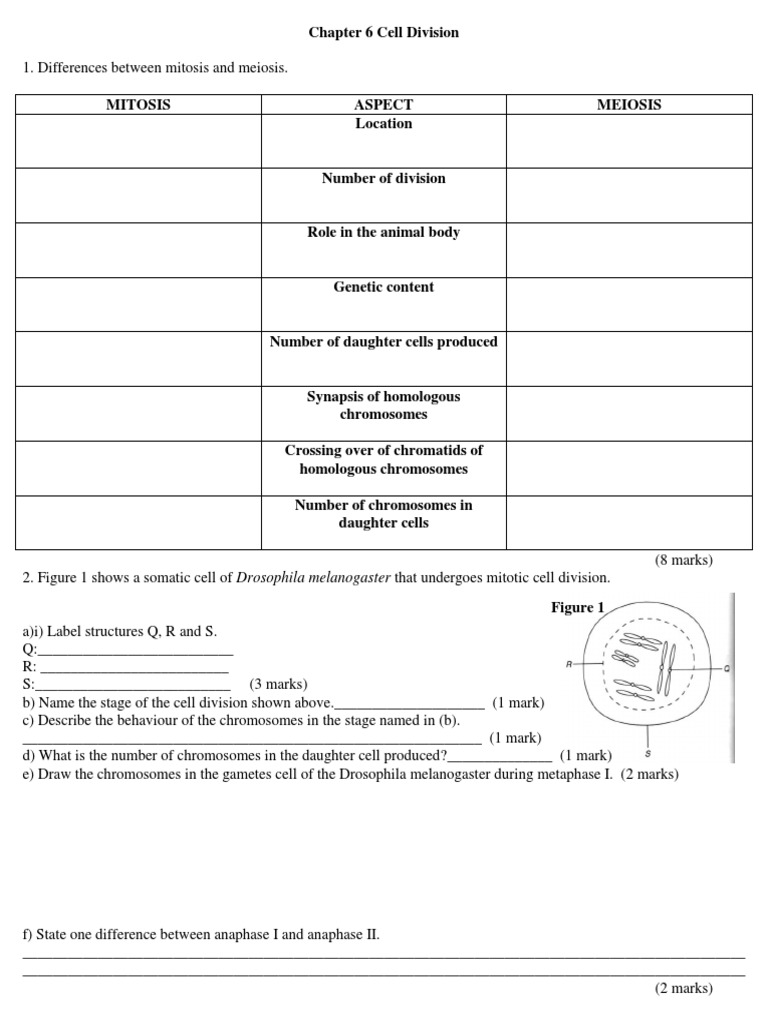 Chapter 6 Cell Division | PDF | Meiosis | Mitosis