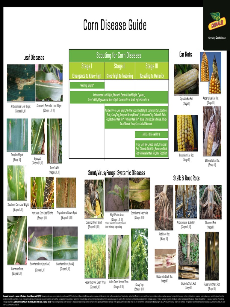 2014 Corn Disease Guide | PDF | Genetically Modified Crops | Monsanto