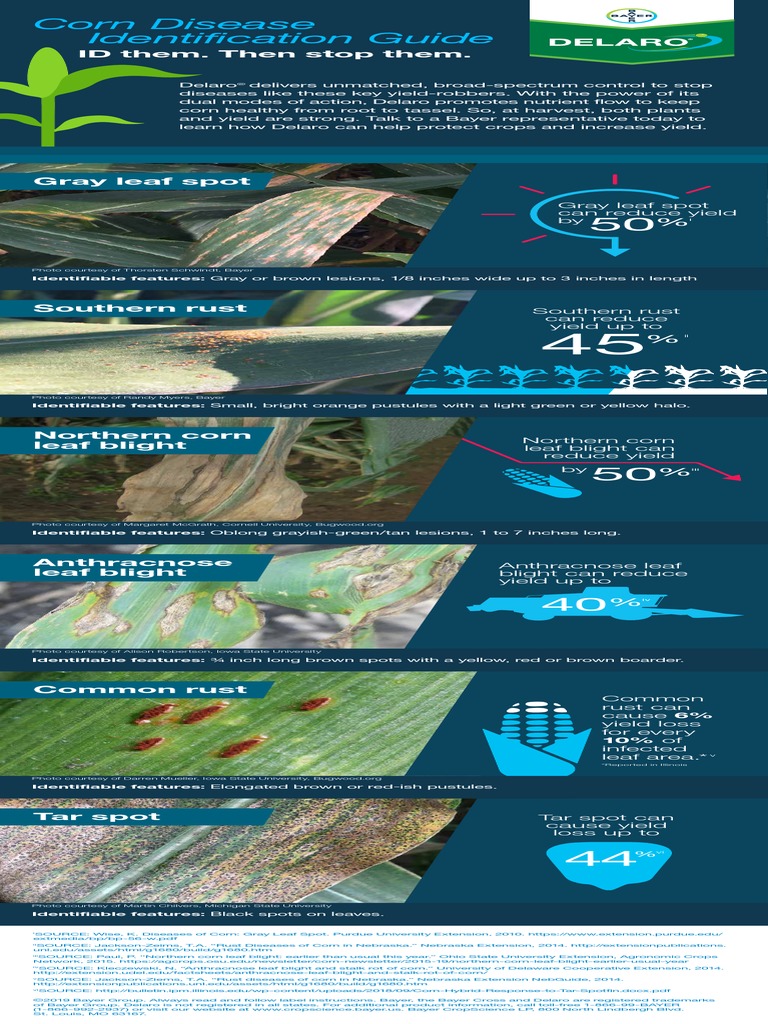 Corn Disease Infographic | PDF | Branches Of Botany | Horticulture And ...