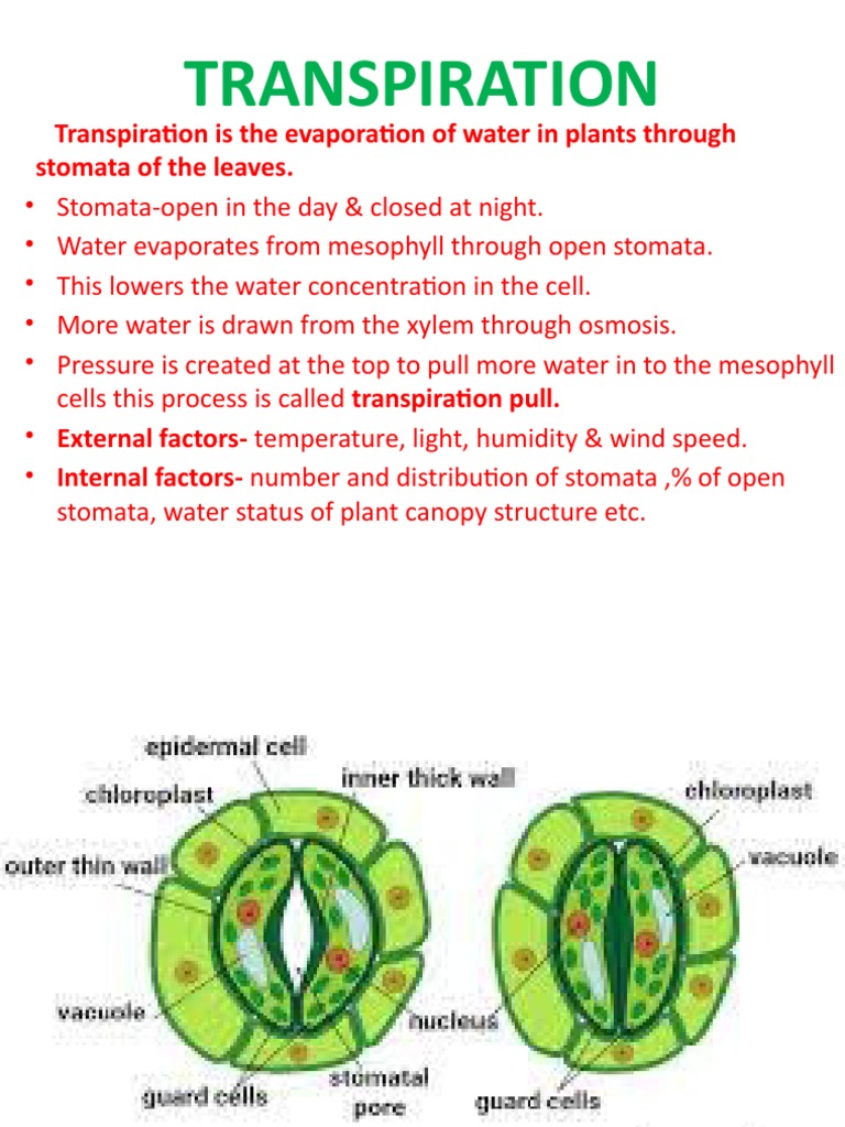 Transpiration: Stomata of The Leaves | PDF