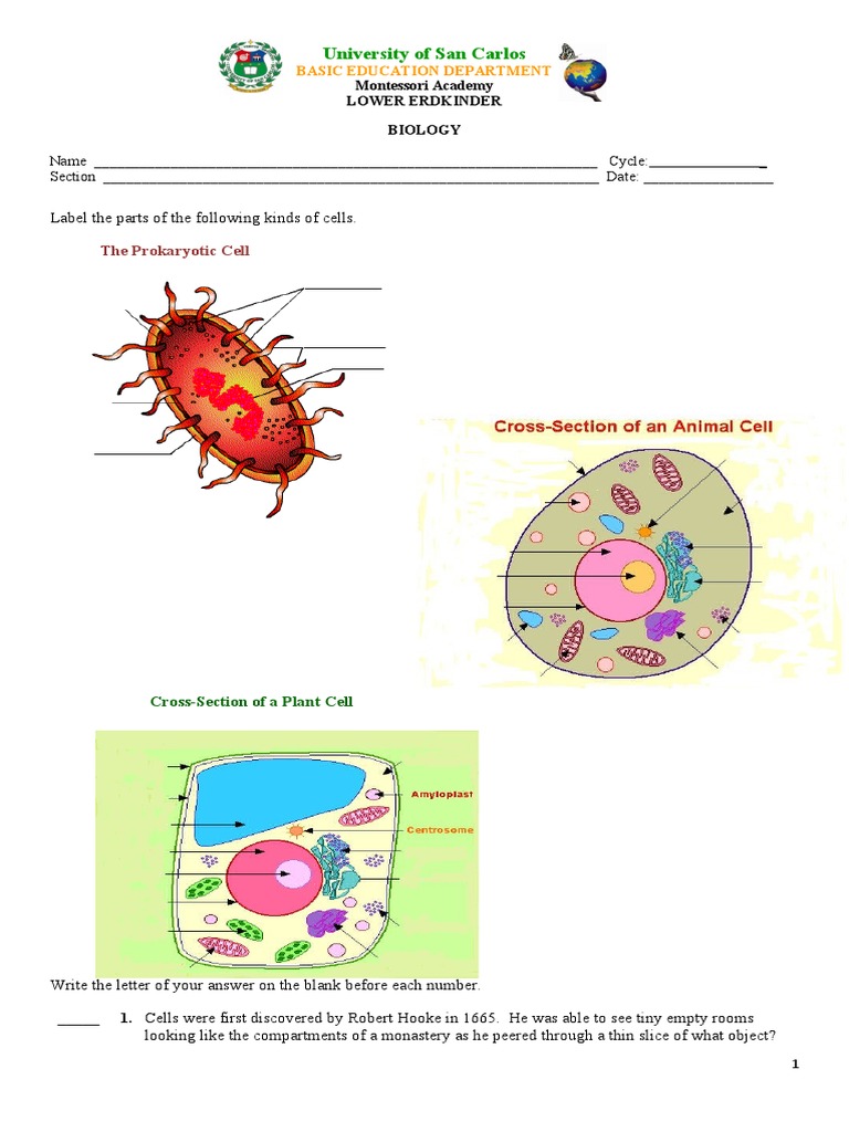 Cell Quiz | PDF | Cytoplasm | Lysosome