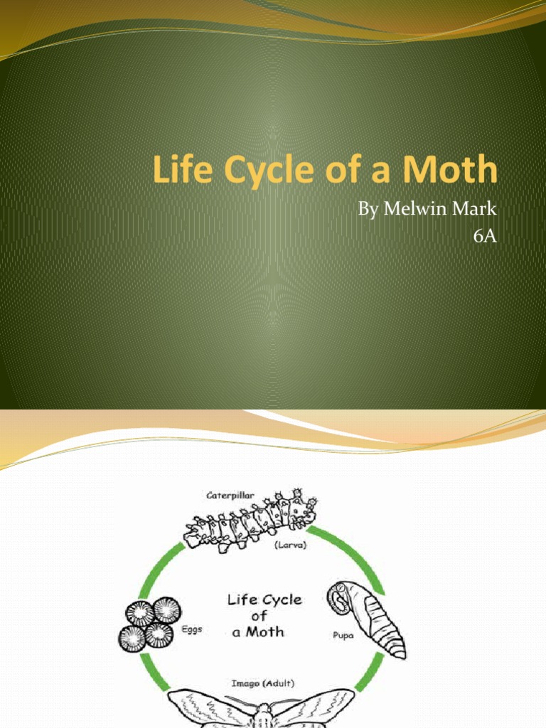 Life Cycle of A Moth | PDF