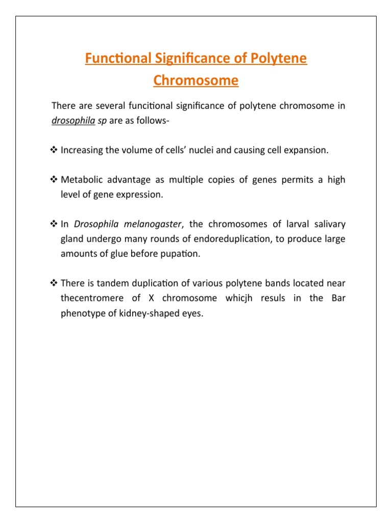 Functional Significance of Polytene Chromosome | PDF