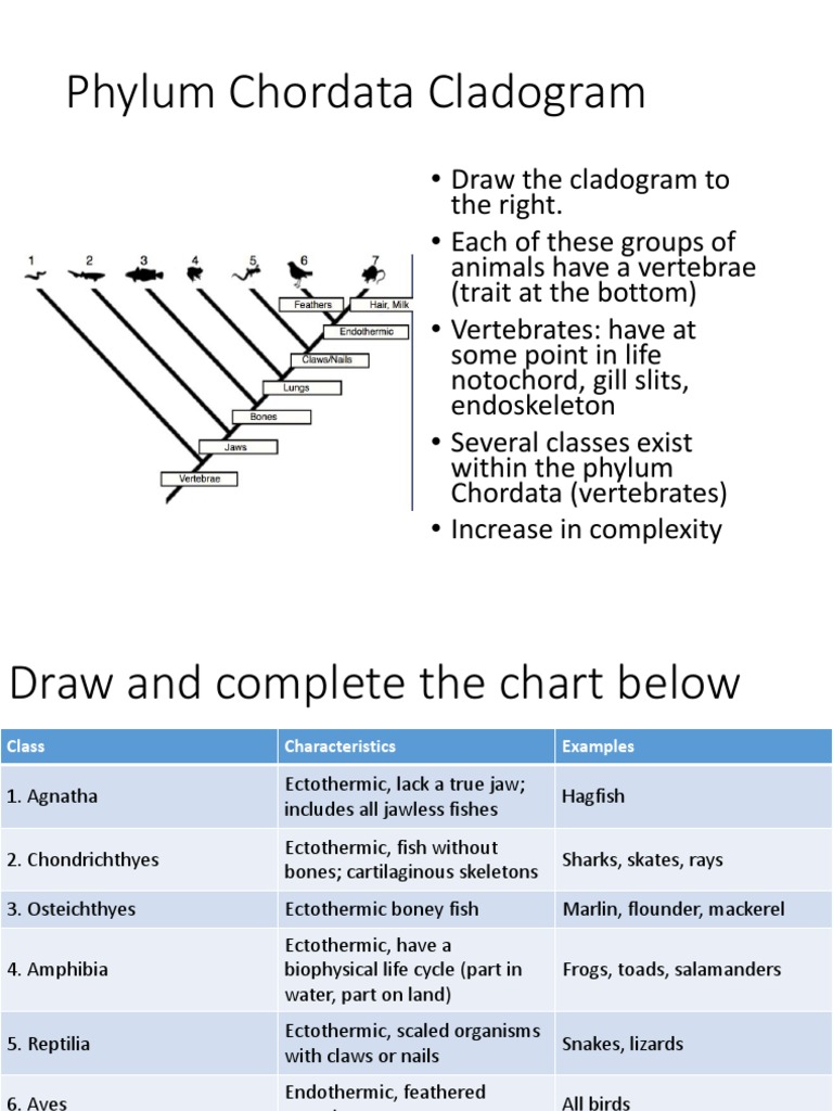 Cladogram Chordata | PDF | Fish | Amphibian