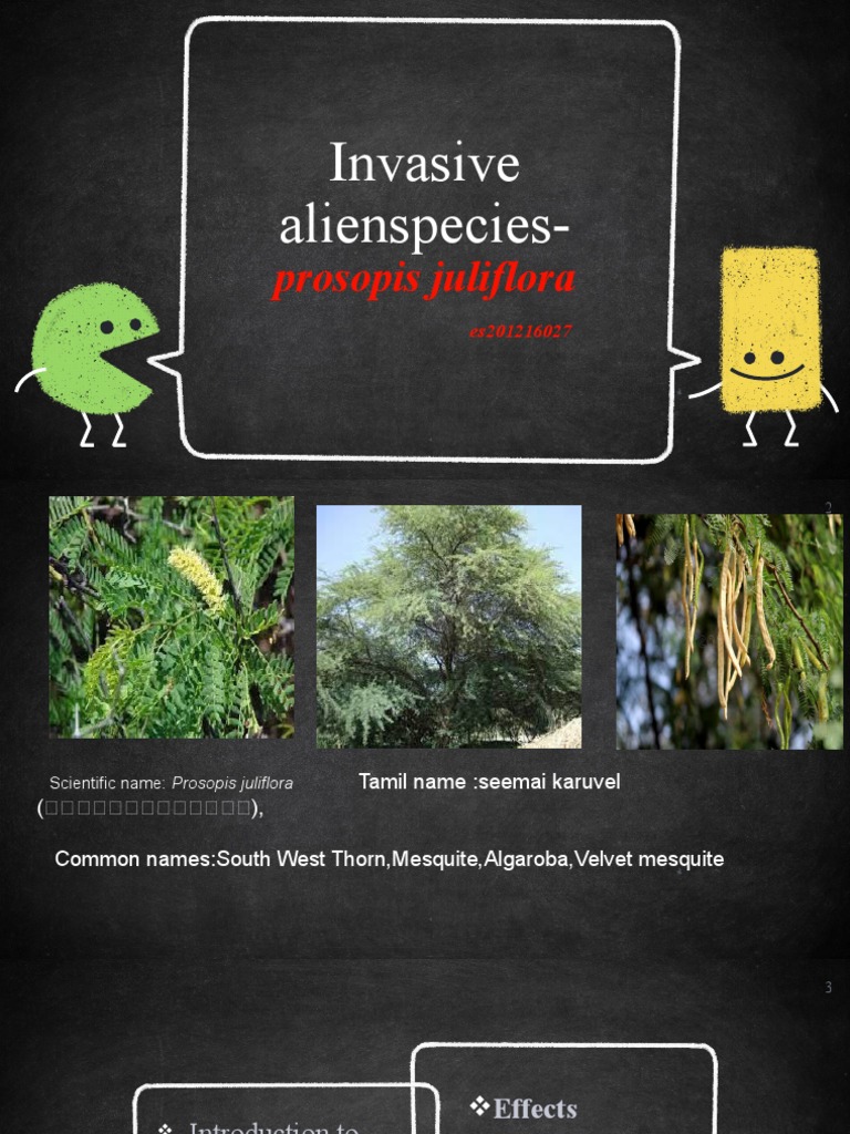 Invasive alien species Prosopis juliflora: effects, introduction, and ...