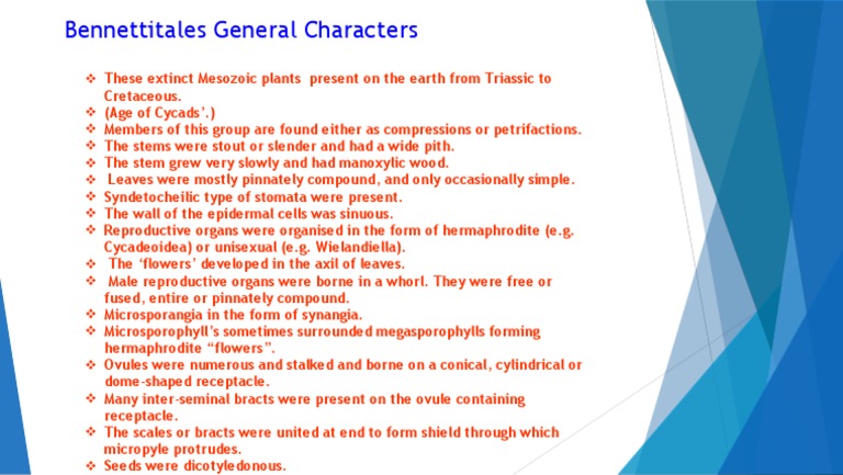 Bennettitales General Characters | PDF