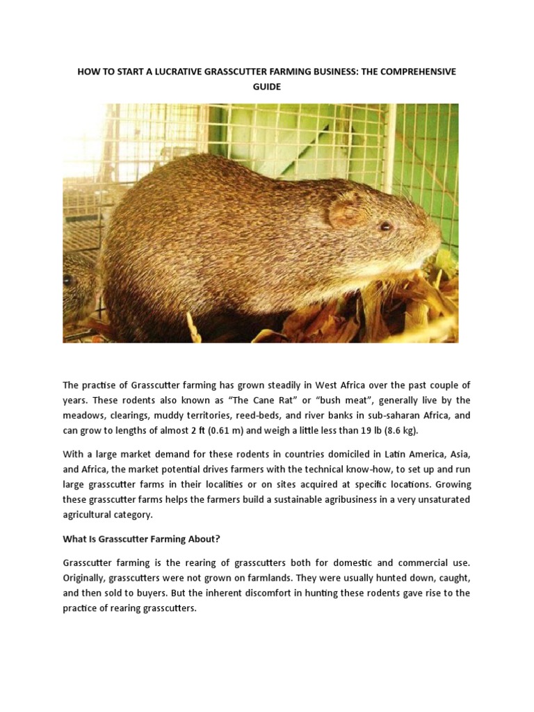 Grasscutter Farming Business | PDF | Agriculture | Food And Drink