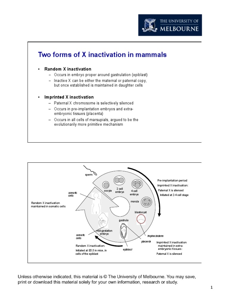 Two Forms of X Inactivation in Mammals | PDF | Embryo | Developmental ...