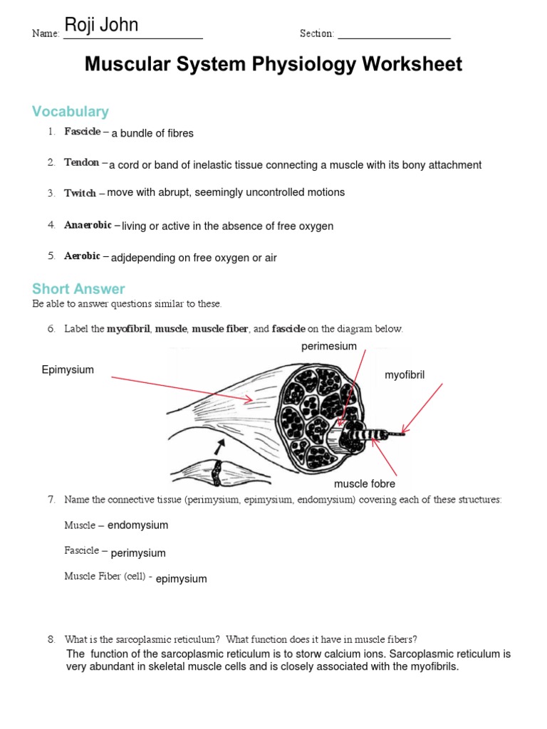Chapter 10 Muscles Online Assignment | PDF | Skeletal Muscle | Muscle ...