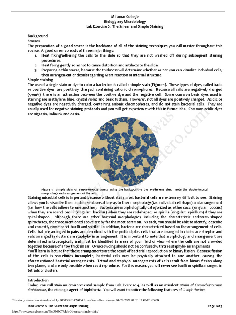 Smear and Simple Staining Lab Guide | PDF