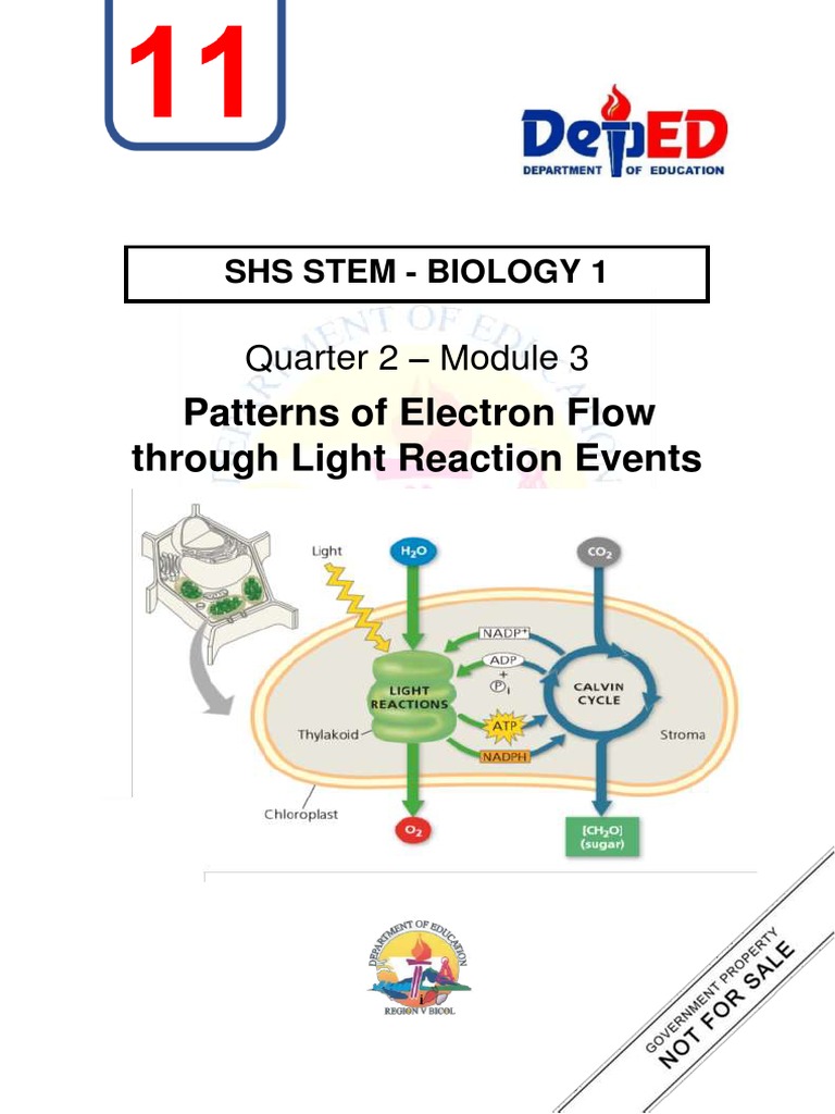 SHS STEM Bio1 Q2 Week 2 Module 3 - Patterns of Electron Flow | PDF | Photosynthesis | Cellular ...