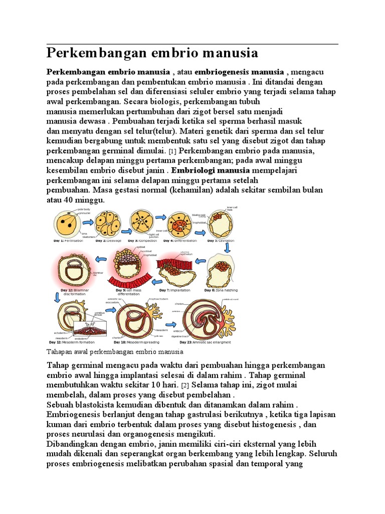 Perkembangan Embrio Manusia | PDF