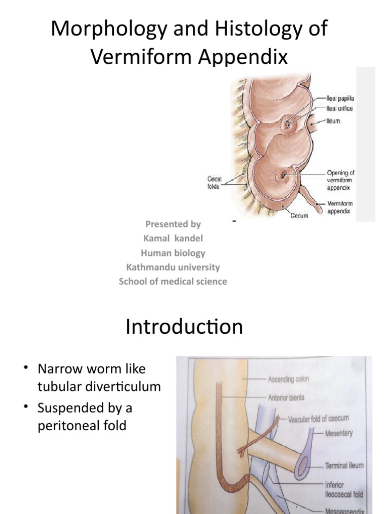 Morphology and Histology of Vermiform Appendix | PDF