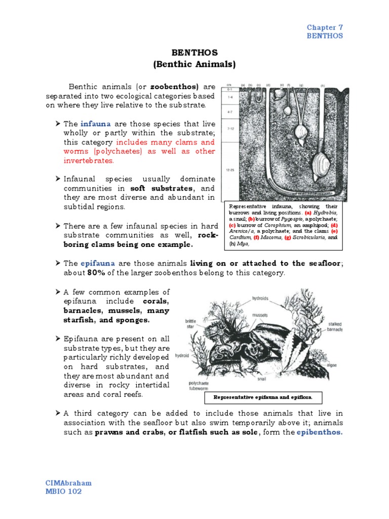 BENTHOS (Benthic Animals) | PDF | Organisms | Science