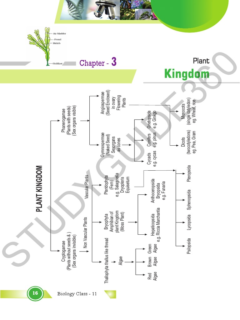 Class 11 Biology Notes Chapter 3 Studyguide360 | PDF | Organisms | Plants