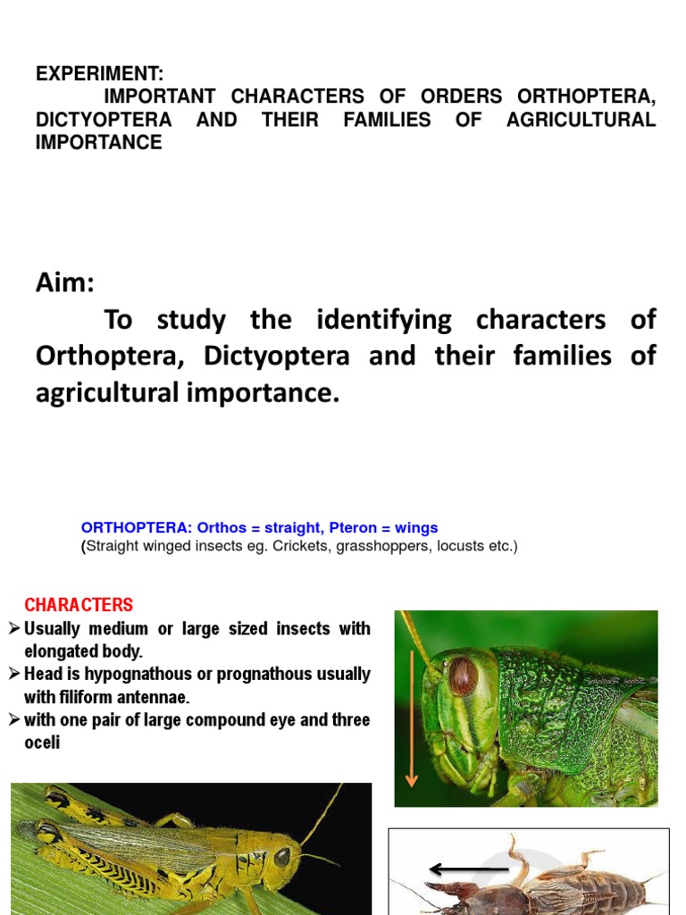 Orthoptera, Dictyoptera | PDF | Hexapoda | Insects