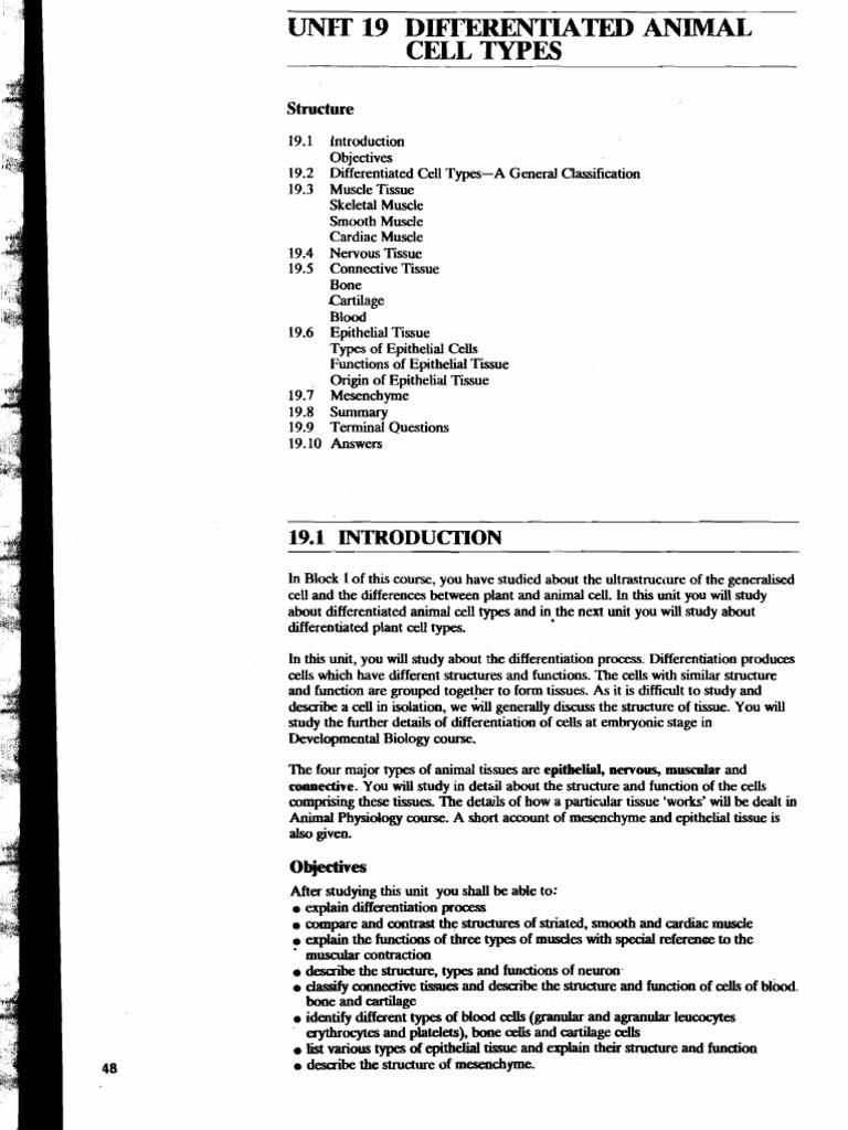 Differentiated Animal Cell Types | PDF | Neuron | Axon