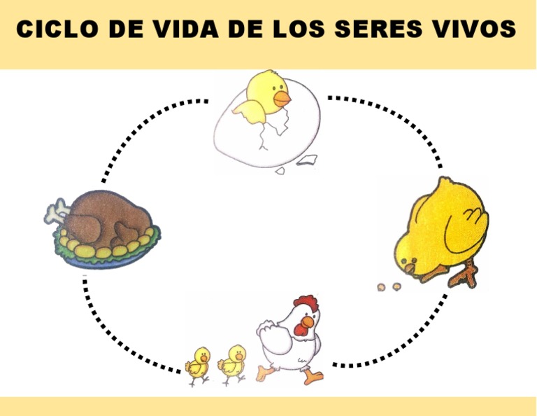 Ciclo de Vida de Los Seres Vivos | PDF