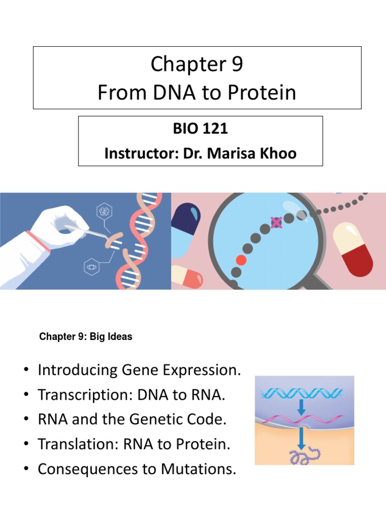 Gene Expression: From DNA to Protein | PDF | Translation (Biology) | Rna