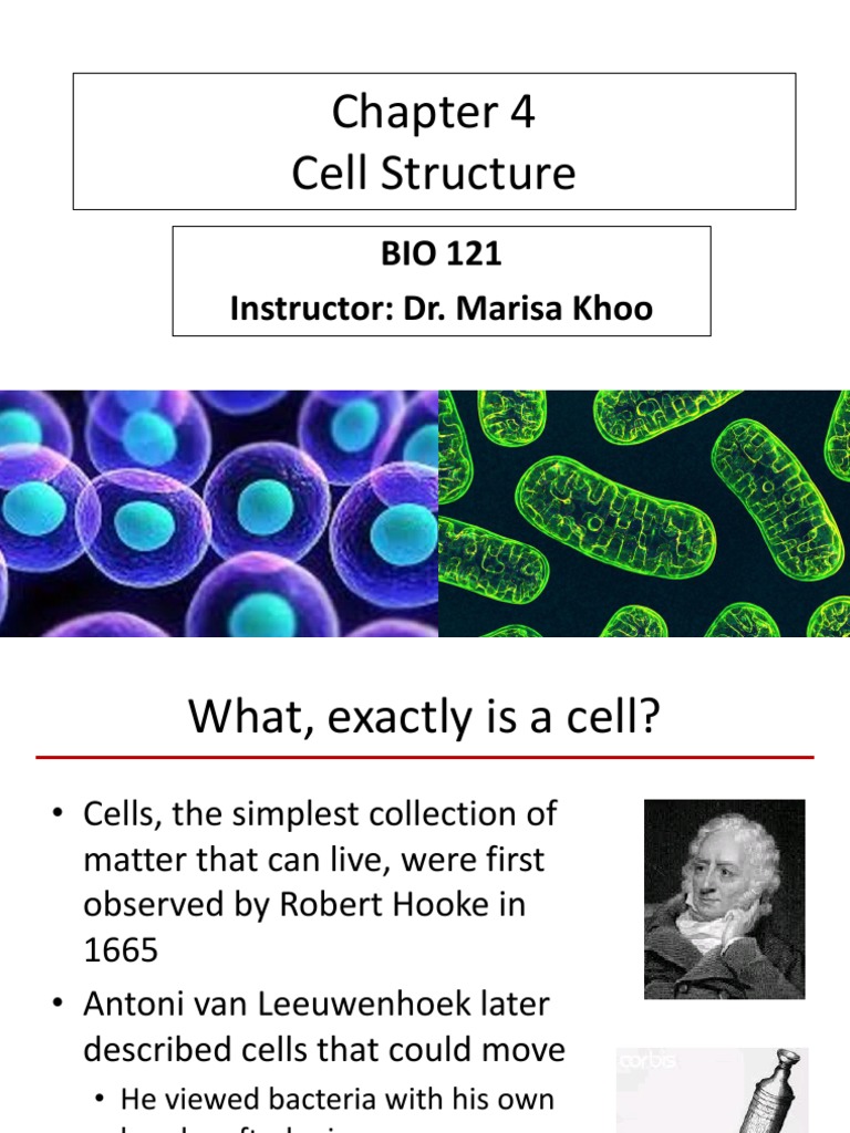 BIO121 Chapter 4 Cell Structure | PDF | Endoplasmic Reticulum | Cell ...