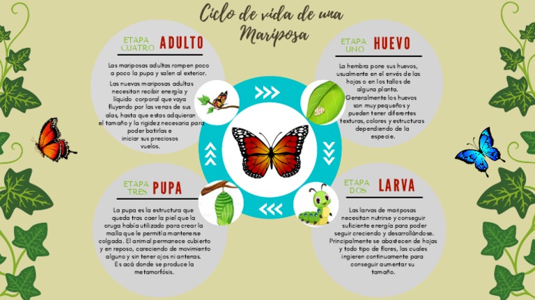 Ciclo de Vida de Una Mariposa | PDF