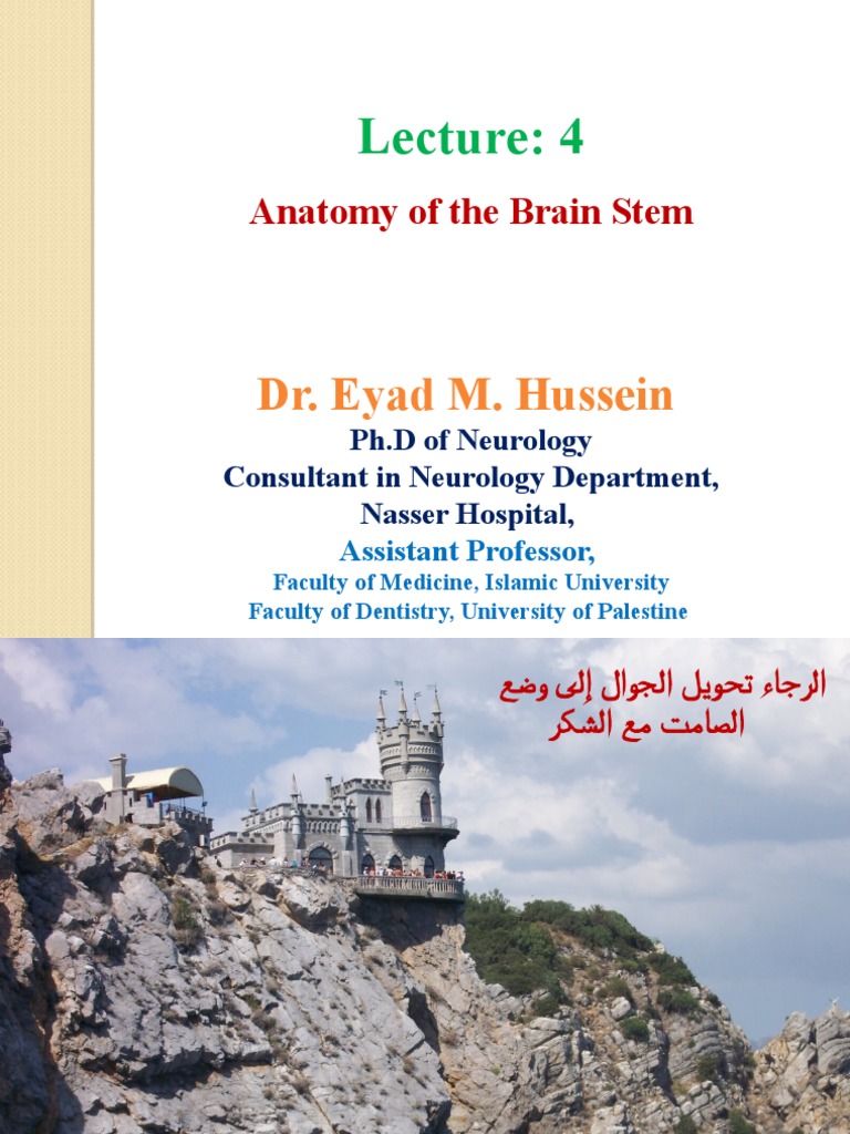 Dr. Eyad M. Hussein: Anatomy of The Brain Stem | PDF | Brainstem ...