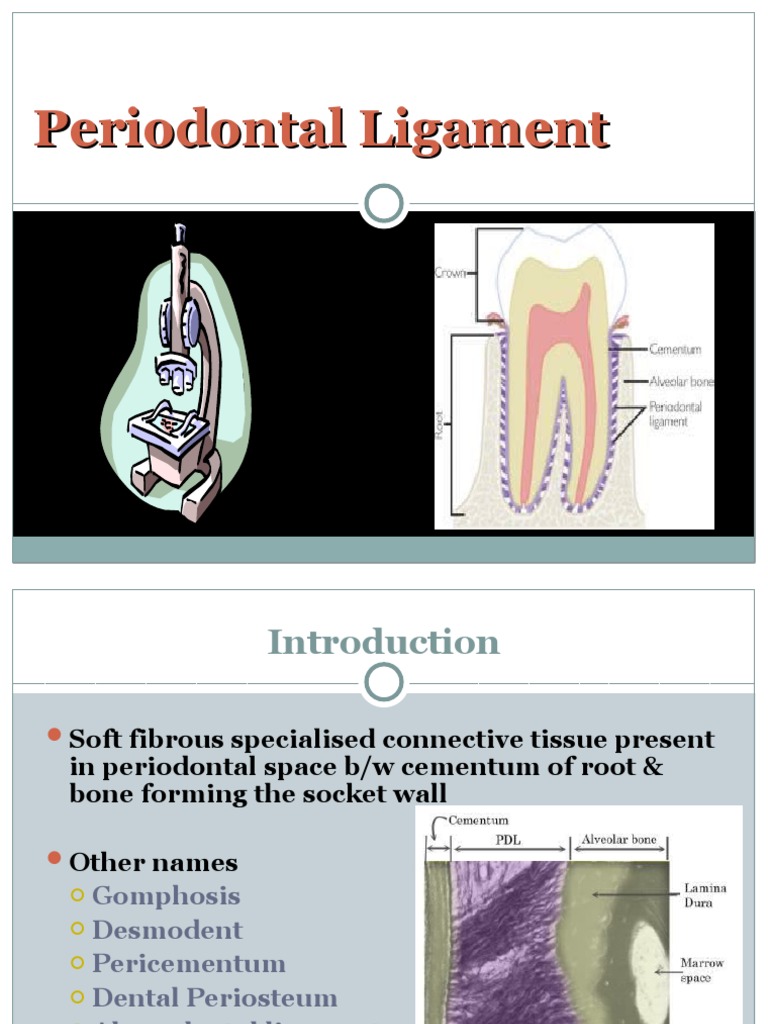 Periodontal Ligament Insights | PDF | Anatomy | Mouth