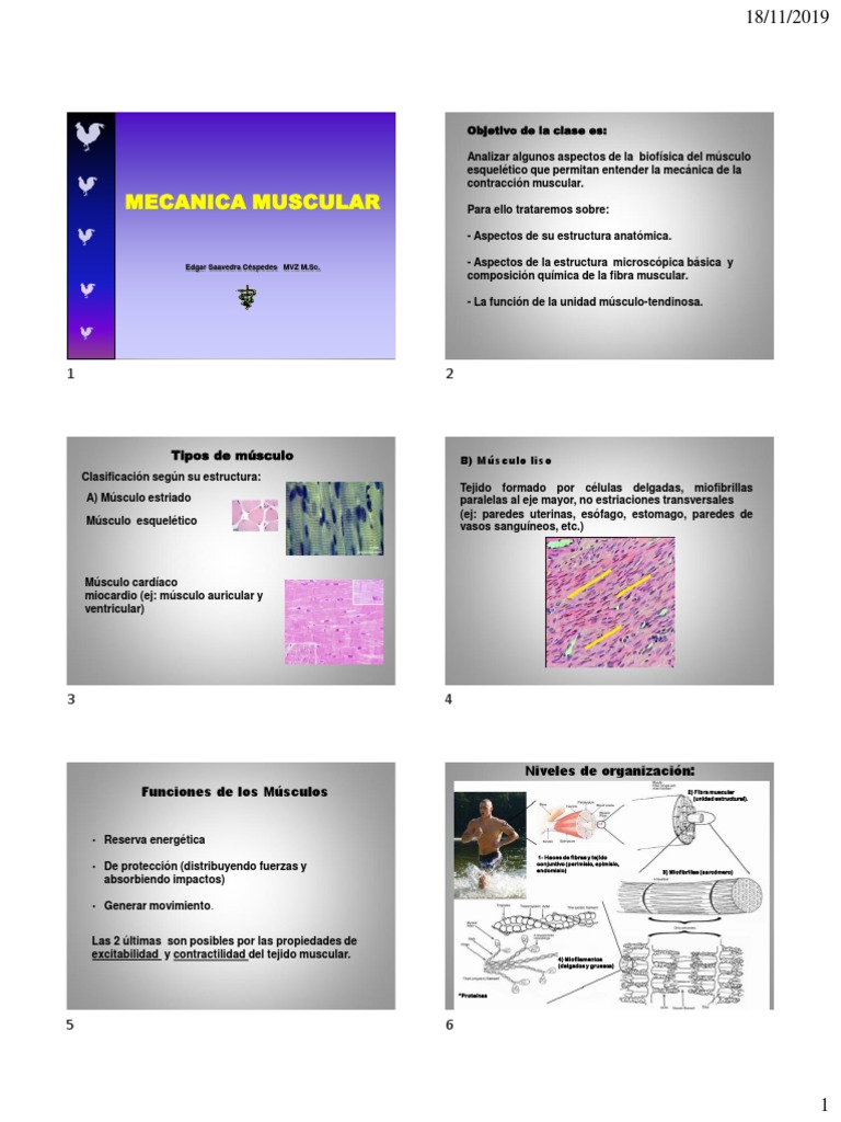 Mecanica Muscular | PDF | Músculo | Miocito