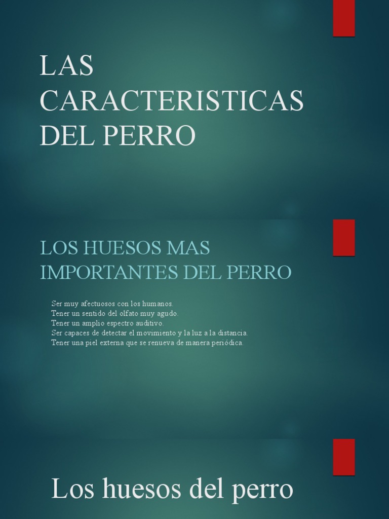 Las Caracteristicas Del Perro Diapositivas | PDF