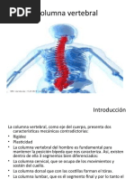 Anatomía y Función de la Columna Vertebral | PDF | La columna vertebral ...