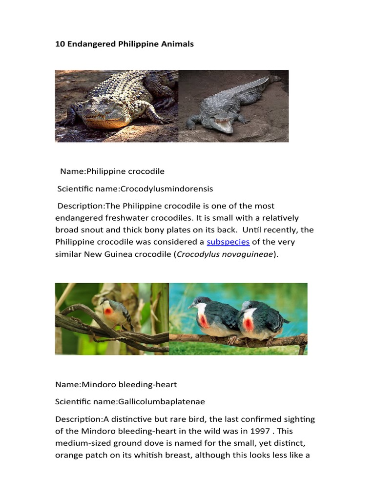 10 Endangered Philippine Animals | PDF | Rhinoceros | Endangered Species