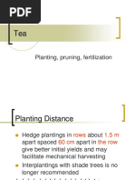 Tea Pruning Techniques and Objectives | PDF | Pruning | Leaf