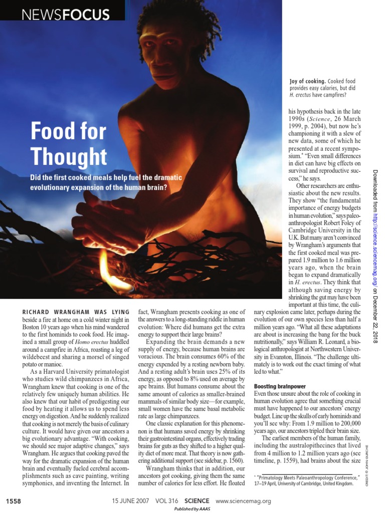 Food For Thought: Did The First Cooked Meals Help Fuel The Dramatic ...