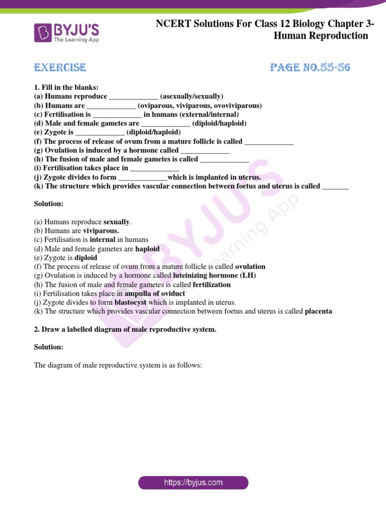 NCERT Solutions For Class 12 Biology Chapter 3 Human Reproduction | PDF ...