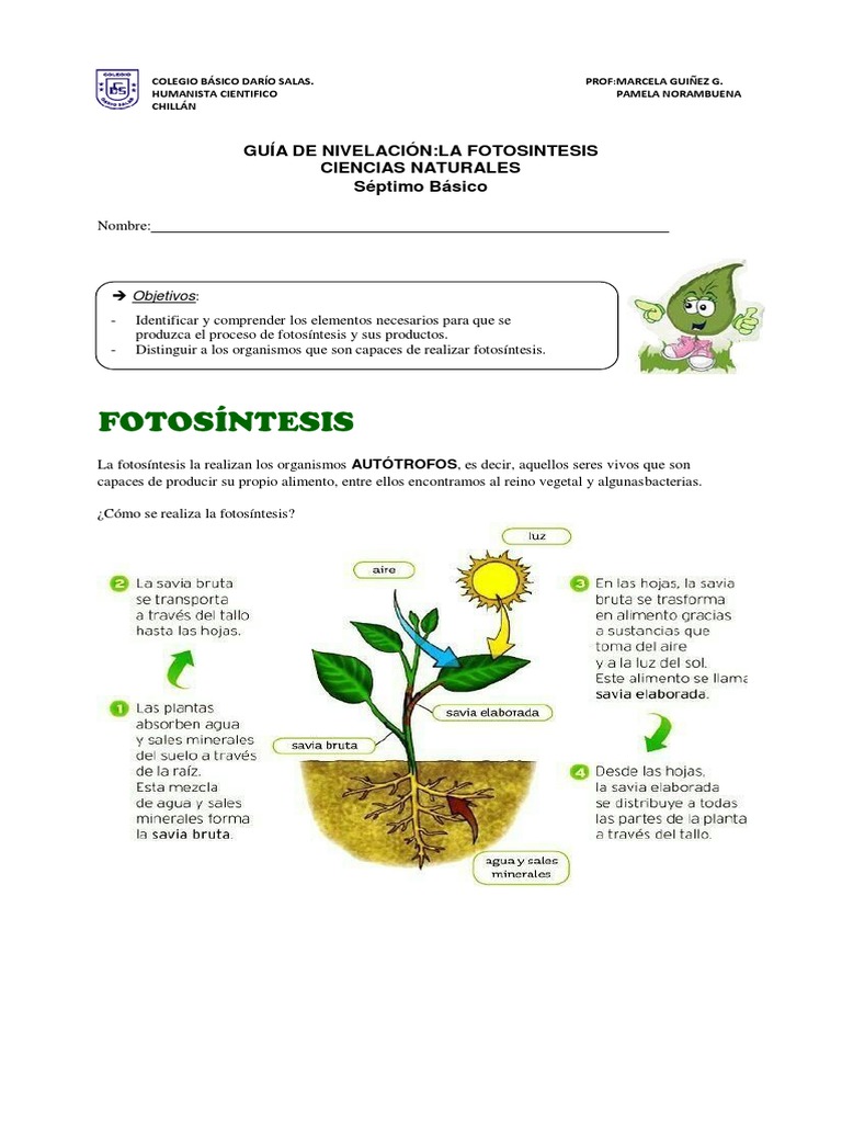 Guía de Fotosíntesis para Séptimo Básico | PDF