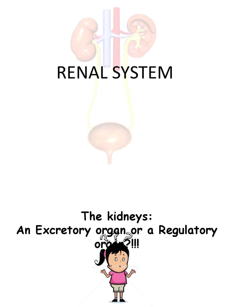 Pathology of Urinary System | PDF | Kidney Disease | Urological Conditions