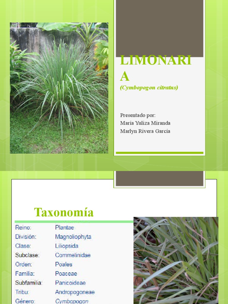 LIMONARIA Expo Final | PDF | Organismos | Plantas